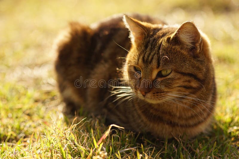 A Gray Cat is Enjoying in the Fresh Green Grass on a Spring Day Stock ...