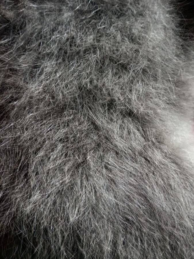 Gray cat fur texture stock photo. Image of monochrome - 189655262