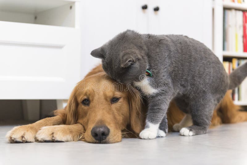 Gray Cat and Golden Retriever Stock Photo - Image of shooting, hair ...