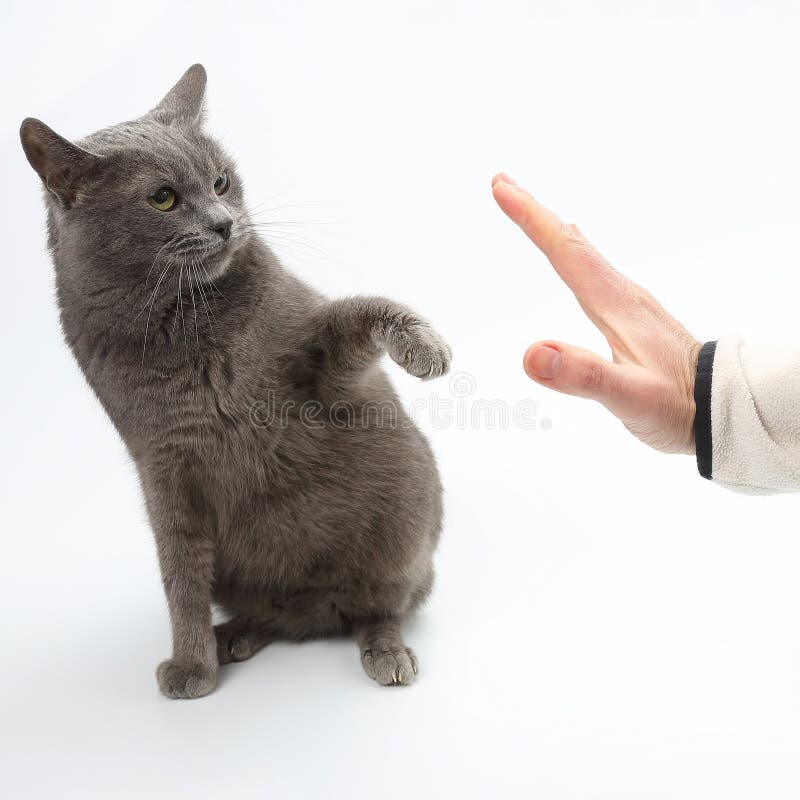 Gray Cat Grabbed His Hand Paws on White Background Stock Image - Image ...