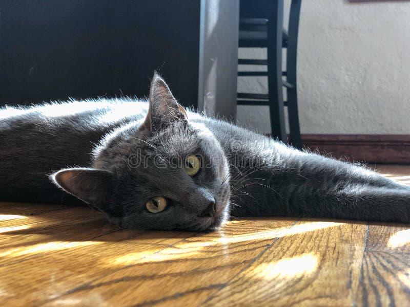 Gray cat stock photo. Image of gray, side, looking, laying - 149615628