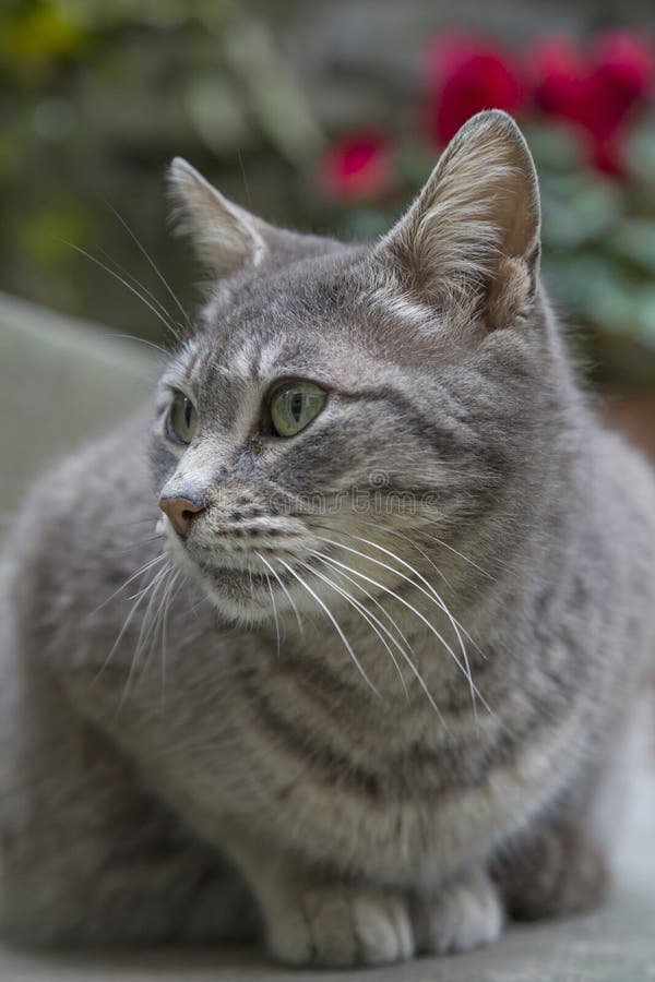 Gray cat stock photo. Image of tomcat, gray, house, hunters - 57179250