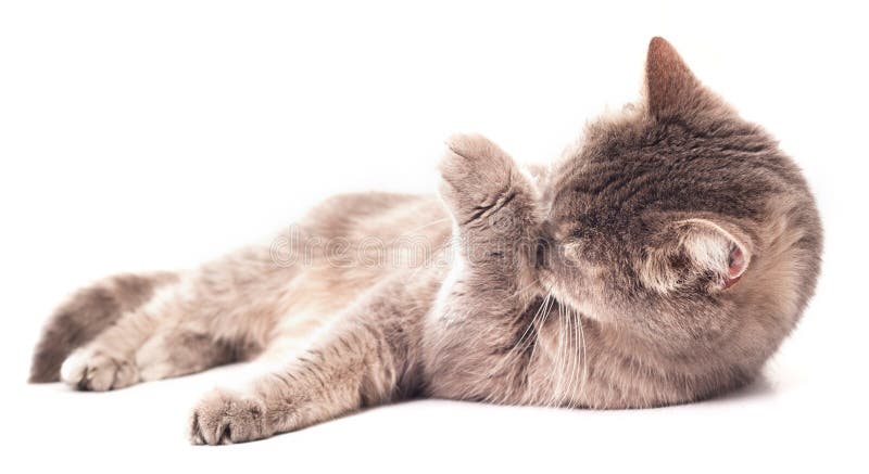 1,305 Cat Washing Face Stock Photos - Free & Royalty-Free Stock Photos ...