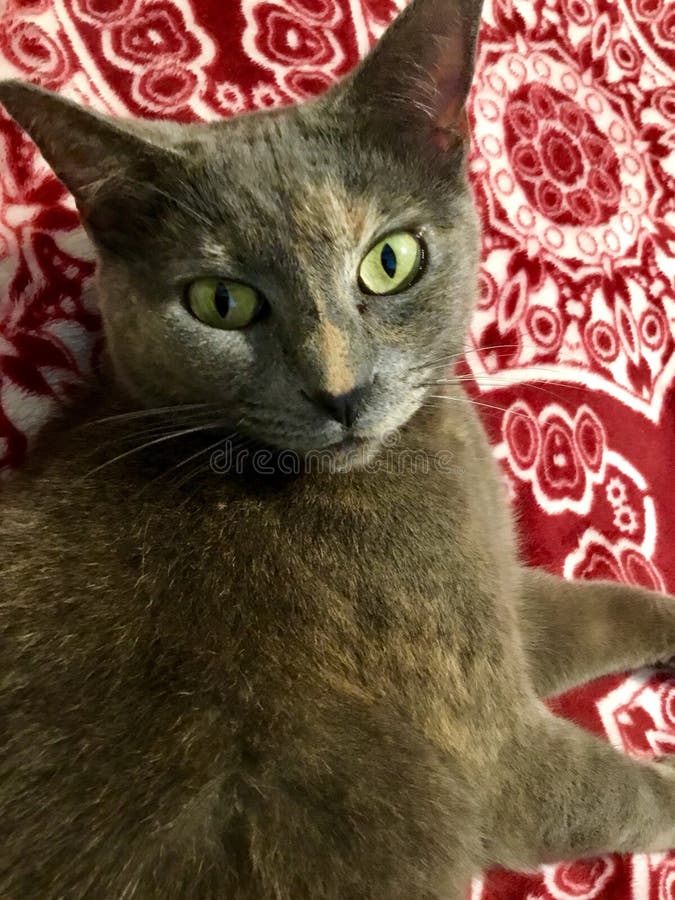 Gray Cat with Lime Colored Eyes Stock Image - Image of gray, tortoise ...