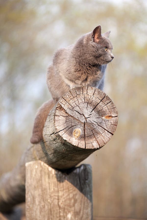 Gray cat on a log stock photo. Image of hair, rural, anger - 83960920