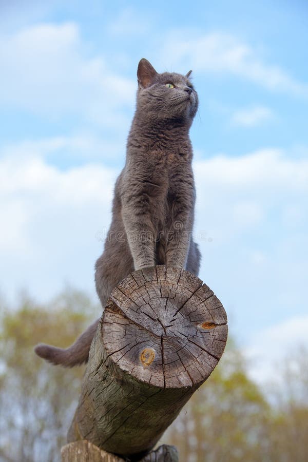 Gray cat on a log stock image. Image of tree, scene, tranquil - 83971715