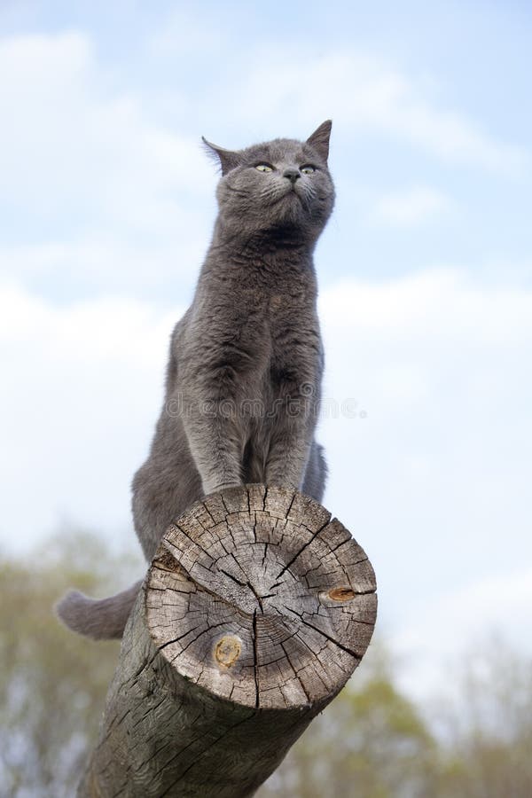 Gray cat on a log stock image. Image of kitten, cute - 30920553
