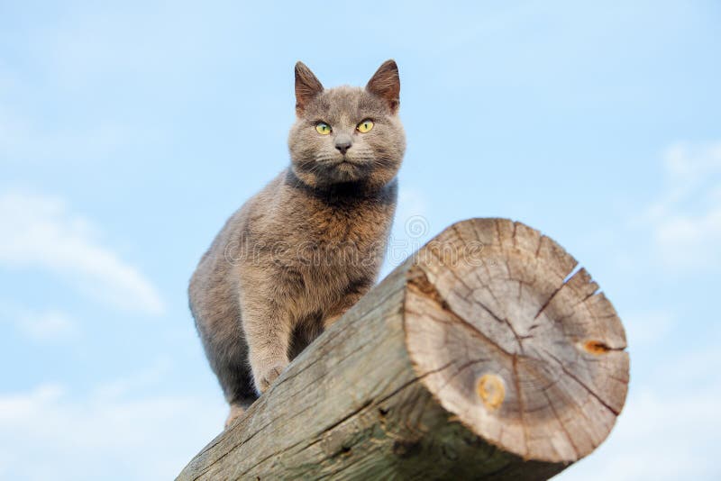 Gray cat on a log stock photo. Image of hair, rural, anger - 83960920