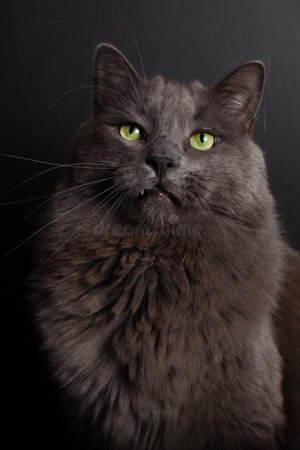 Gray Cat stock photo. Image of pedigree, grey, scene - 79946676