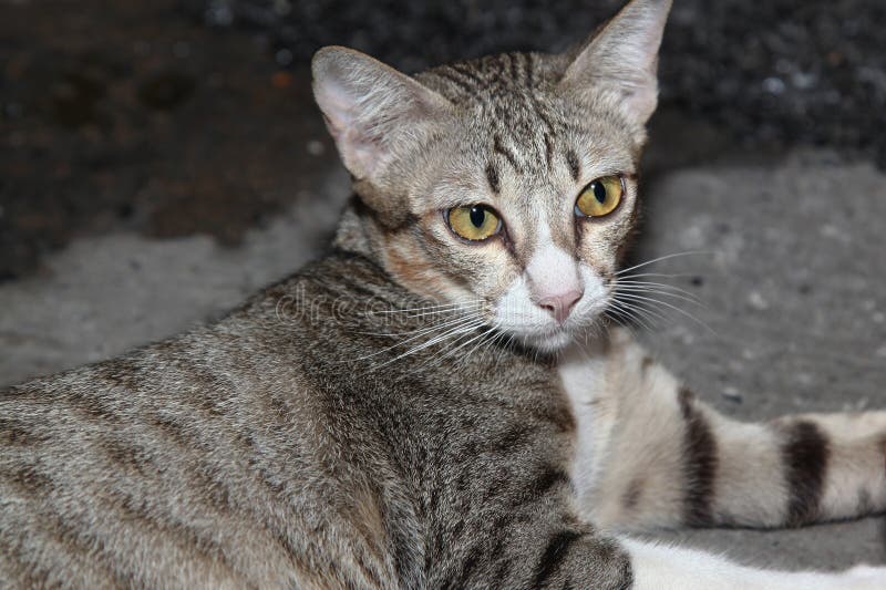 The Gray Cat Look Like Tiger. Stock Photo - Image of feline, animal ...