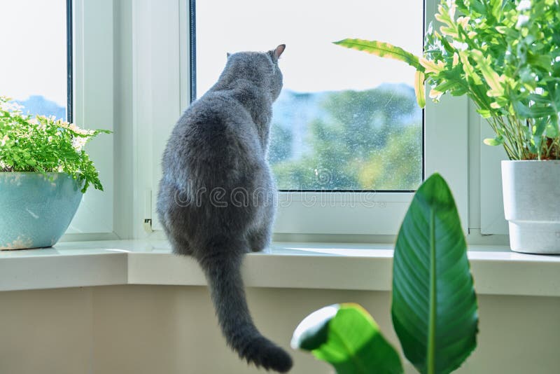 Gray Cat Looking Out the Window, Sitting on Windowsill, Back View Stock ...