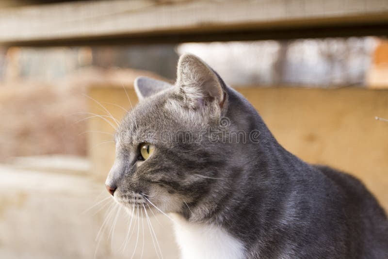 1,860 Cat Looking Left Photos - Free & Royalty-Free Stock Photos from ...