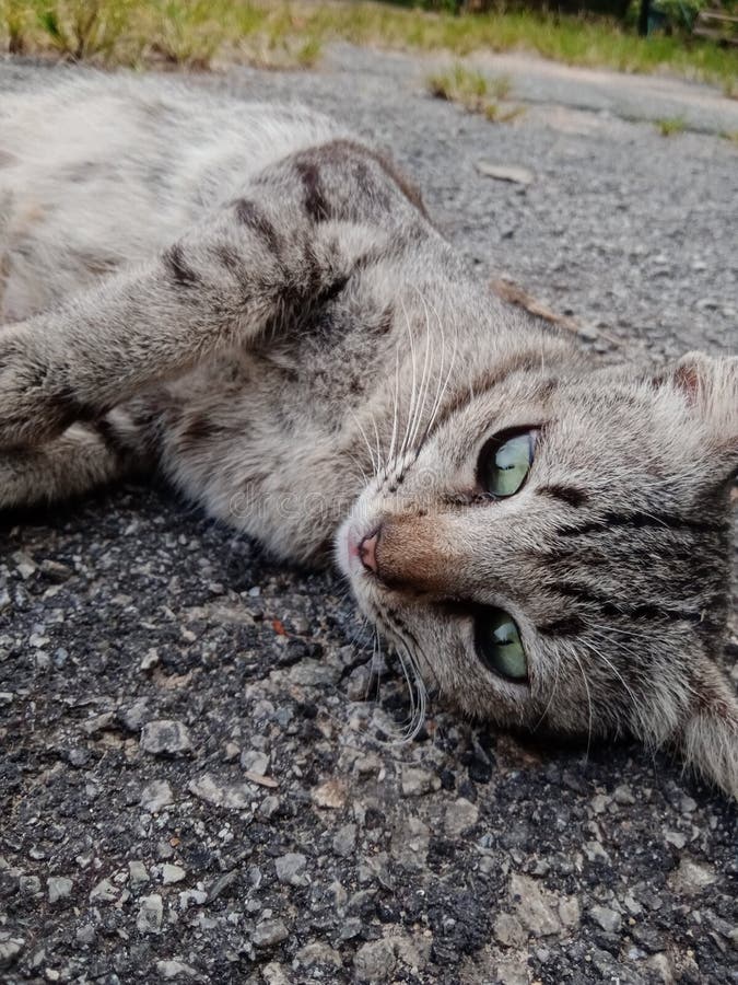 Gray cat lying stock image. Image of nature, animal - 258396691