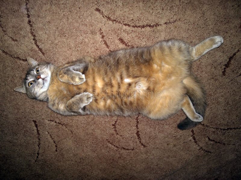 Bumbler Stock Photos - Free & Royalty-Free Stock Photos from Dreamstime