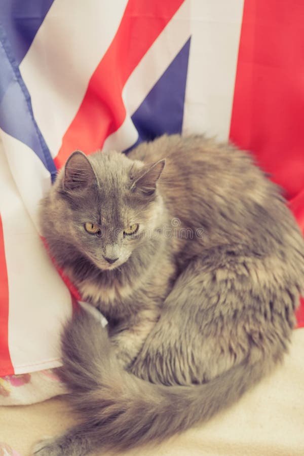 Gray Cat Lying on a Great Britain Flag Stock Image - Image of cartoon ...