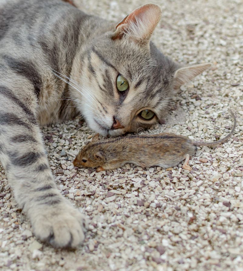 Gray Cat Lying Playing with a Mouse Stock Photo - Image of kitty ...