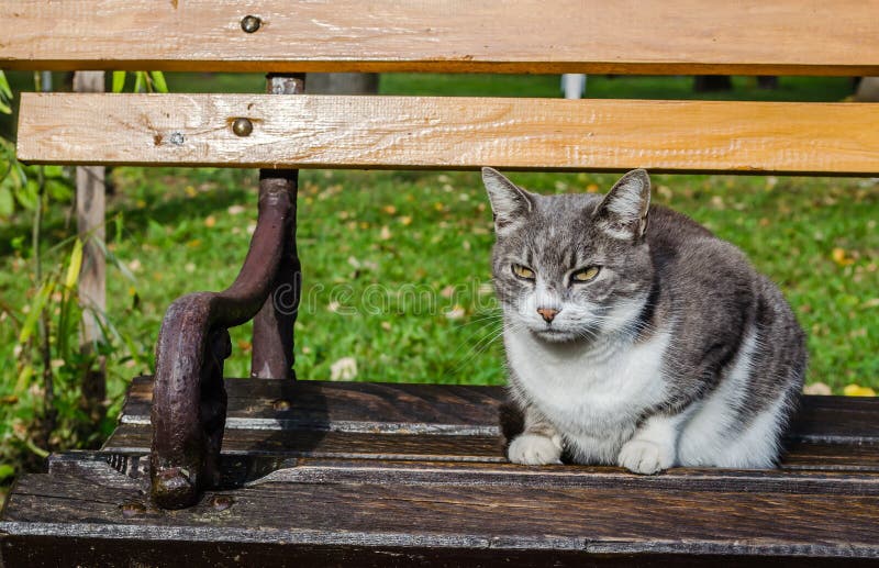 Gray cat on a park bench stock image. Image of black - 160867907