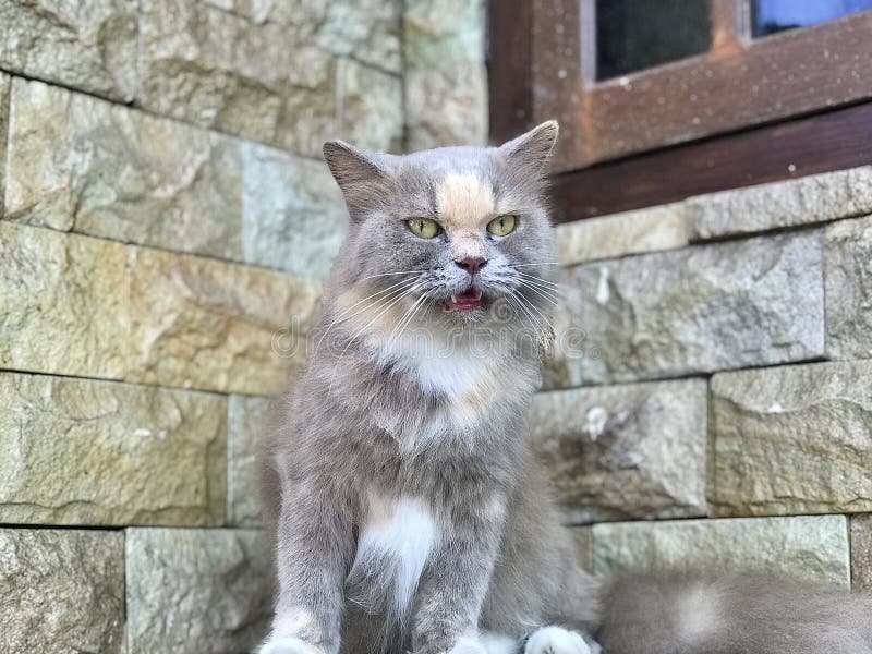 Gray cat stock photo. Image of gray, owner, meowing - 240017904