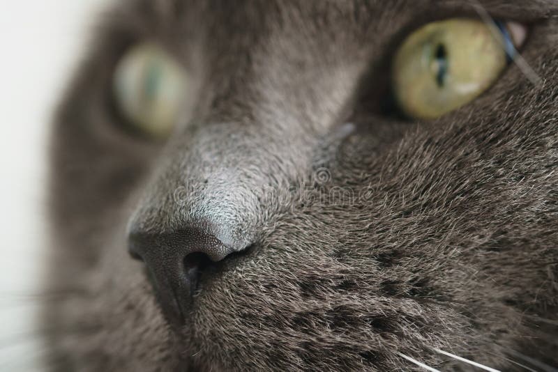 Gray Cat Nose Close Up Photo Stock Photo - Image of hair, animal: 69967682