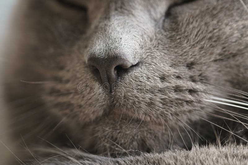 Gray Cat Nose Close Up Photo Stock Photo - Image of hair, animal: 69967682