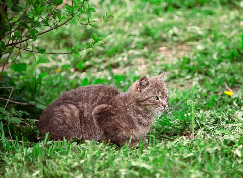 Gray Cat Outdoors in Summer Stock Photo - Image of background, cute ...