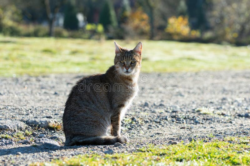 Gray Cat Outside, Looking Towards Horizon in the Morning Sunlight Stock ...