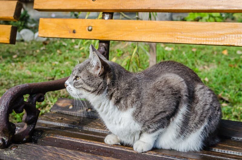 Gray cat on a park bench stock image. Image of hunter - 160867175