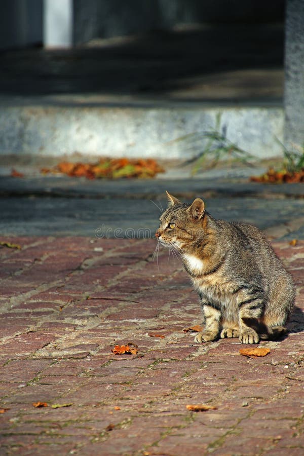 Gray cat on paving slabs stock photo. Image of animal - 130823478