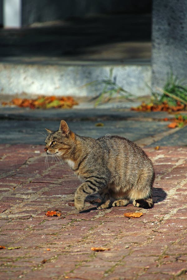 Gray cat on paving slabs stock photo. Image of home - 131610694