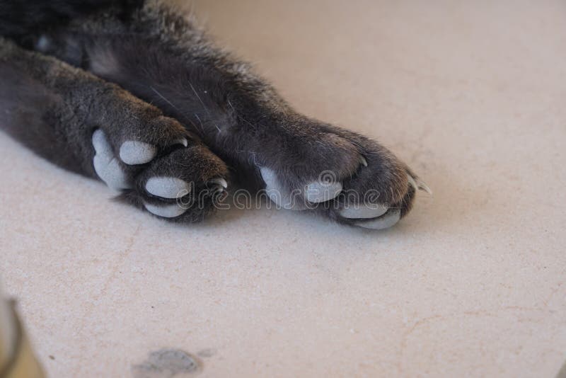 Gray cat paw stock image. Image of brown, isolated, animal - 269872599