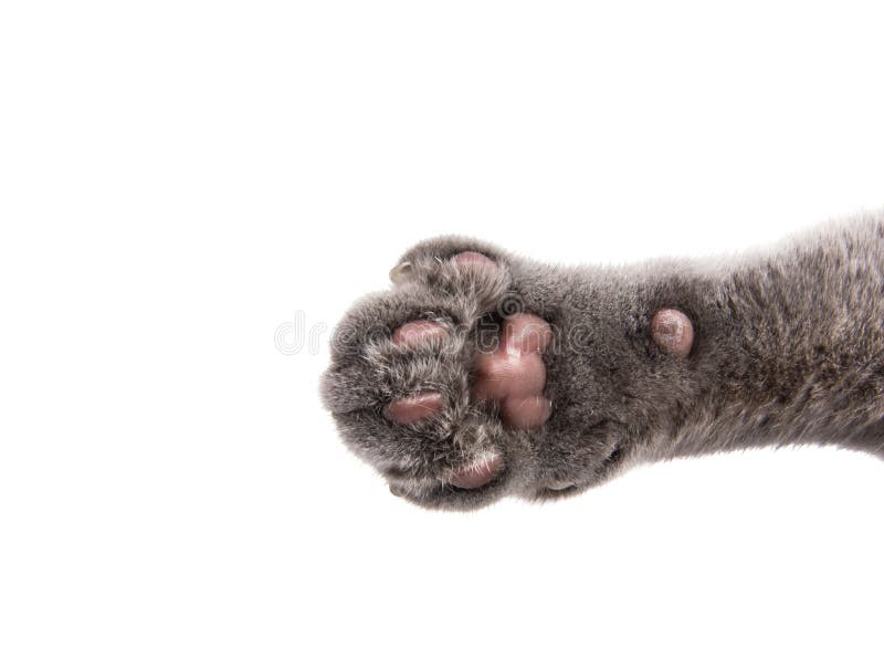 Gray cat paw stock photo. Image of gray, fluffy, home - 82483932
