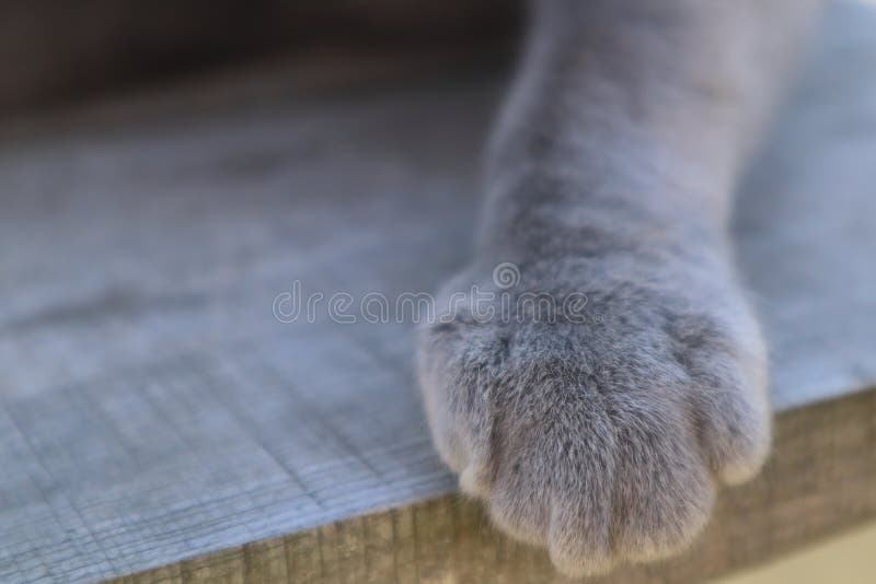 Gray Cat Paw on a Wooden Bench. Copy Space, Banner, Low Angle View ...