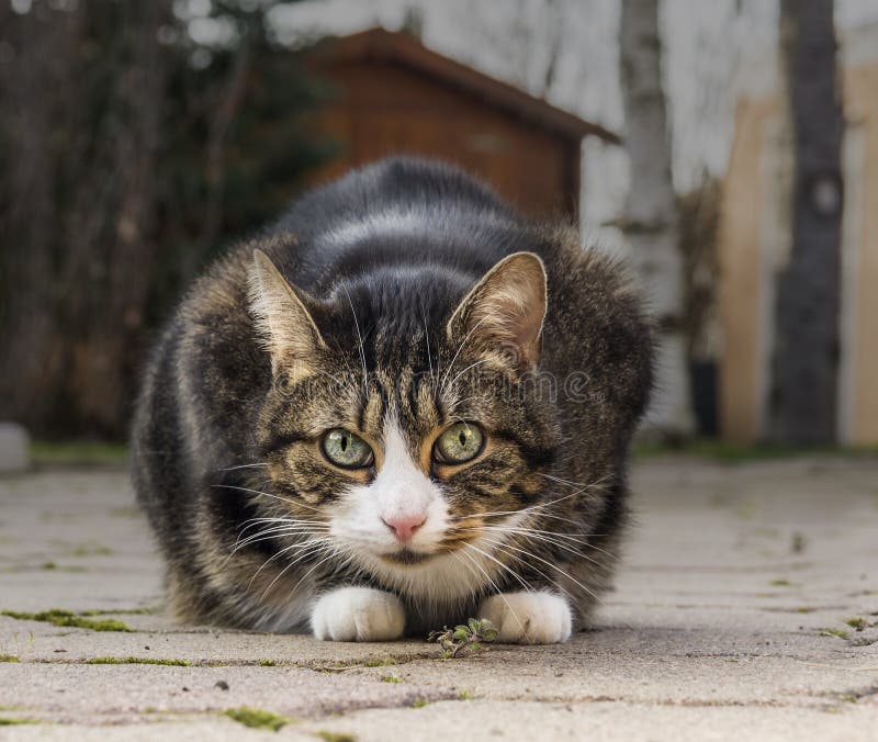 Pink Nose of a Gray Cat Close Up Stock Photo - Image of house, cats ...