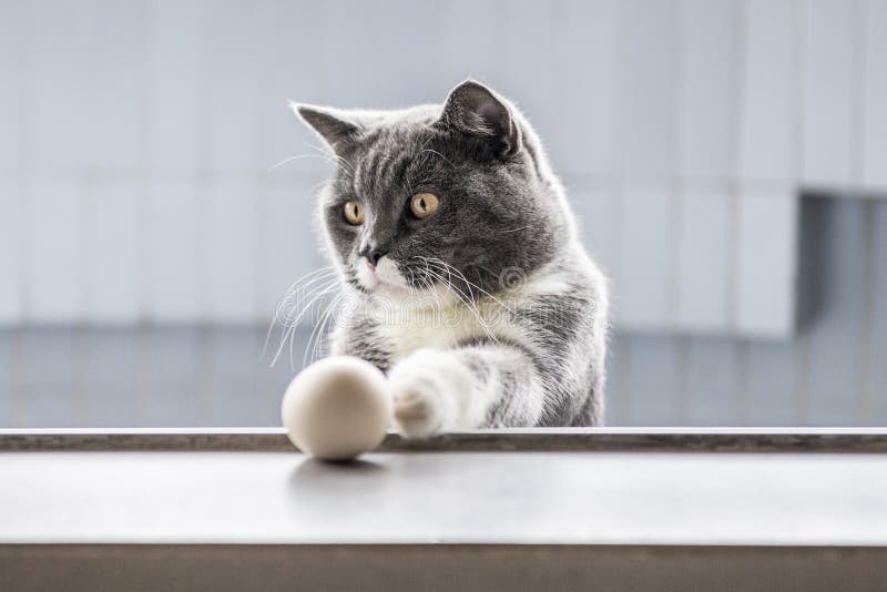 The gray cat playing stock photo. Image of observation - 70928112