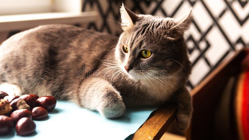 267 Chestnut Cat Stock Photos - Free & Royalty-Free Stock Photos from ...