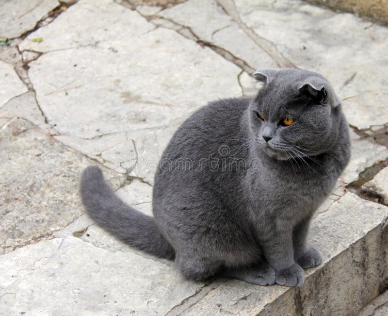 Gray cat stock image. Image of macro, away, front, color - 36424339