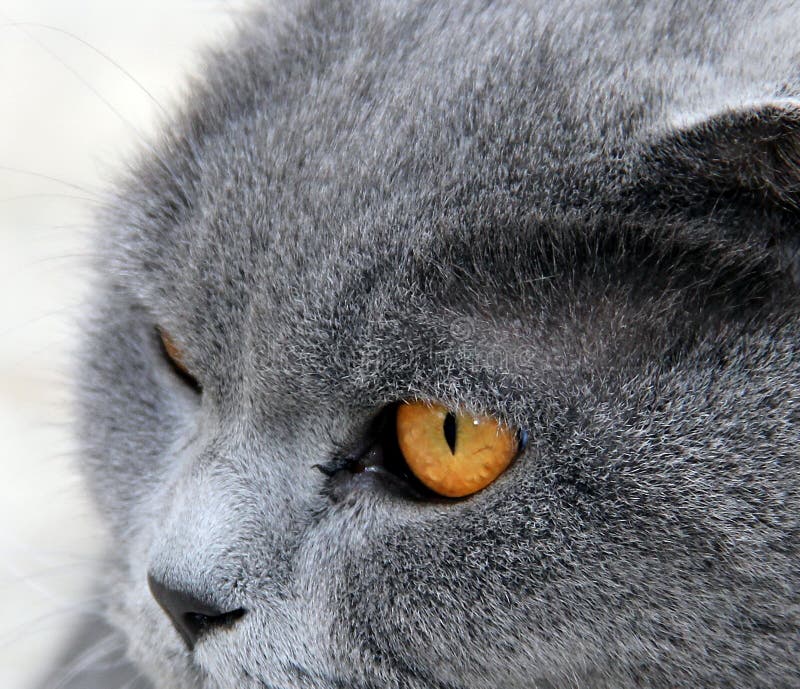 Gray cat stock image. Image of beauty, elegance, black - 36424443