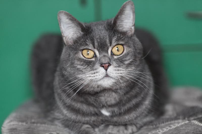 Gray Cat Portrait Looking at the Camera Stock Photo - Image of hair ...