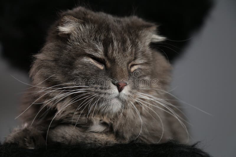 Gray Cat Portrait in Studio with Gray Background Stock Photo - Image of ...