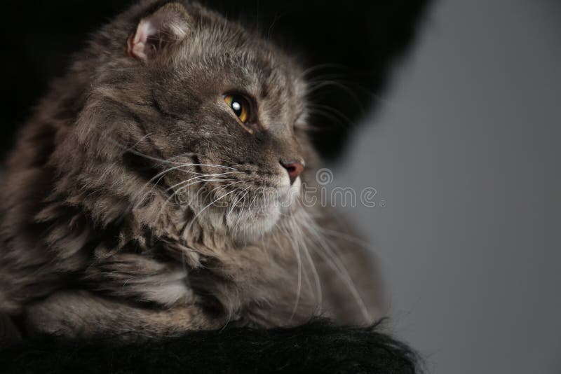 Gray Cat Portrait in Studio with Gray Background Stock Image - Image of ...