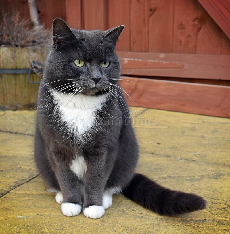 GRAY CAT PORTRAIT stock image. Image of greeneyes, portrait - 91009891