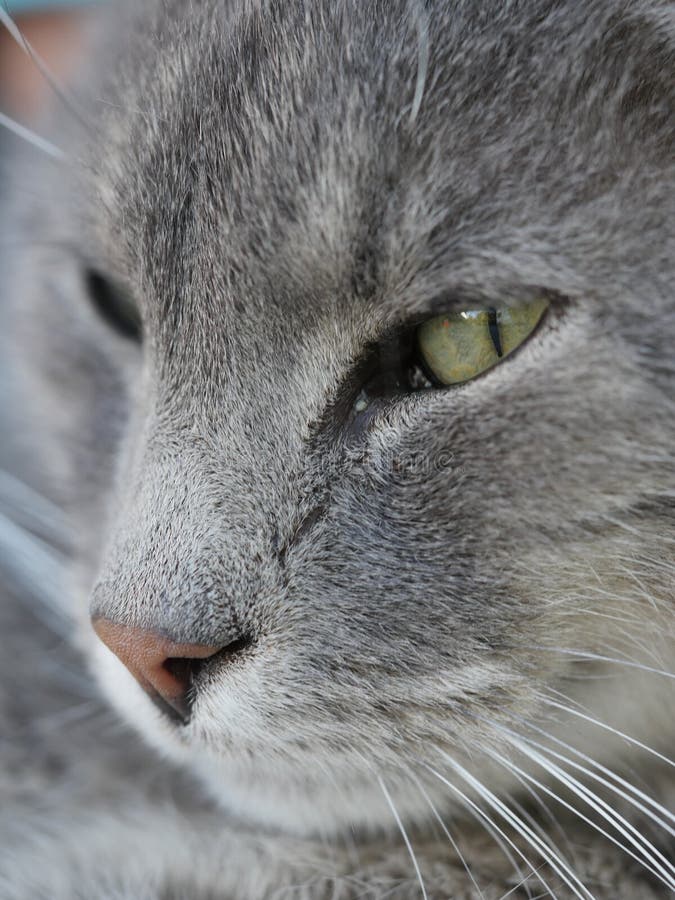 449 Old Female Grey Cat Stock Photos - Free & Royalty-Free Stock Photos ...