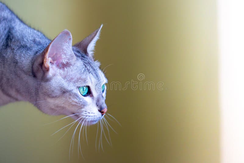 Pounce stock image. Image of peek, nose, ears, kitty, funny - 613409