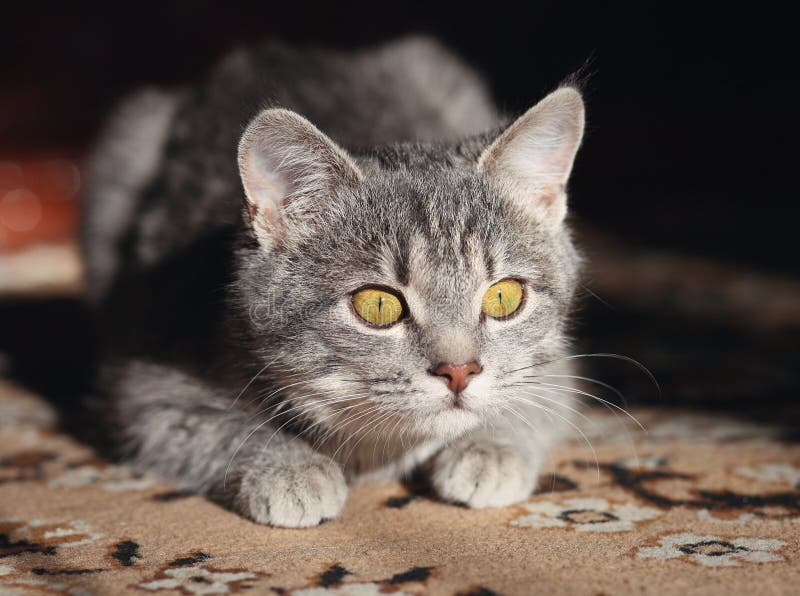 Gray Cat Preparing To Attack Stock Image - Image of funny, ears: 61833385