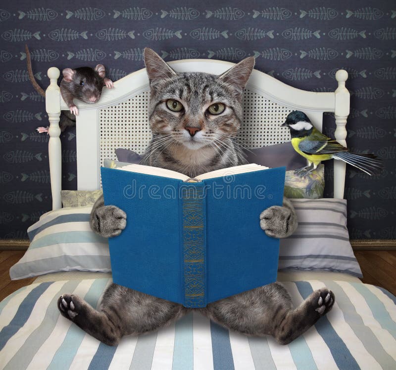 The Gray Cat is Reading a Book Stock Image - Image of interior ...