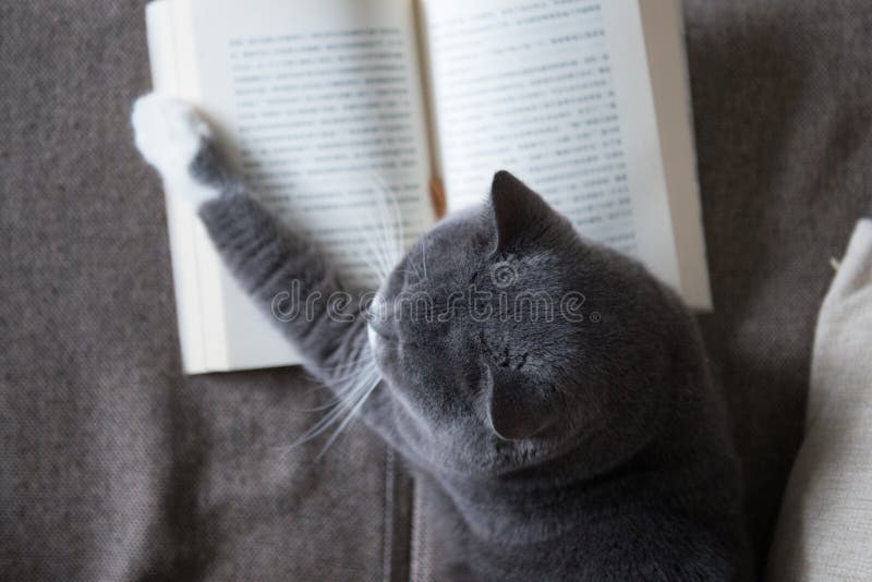 The Gray Cat is Reading a Book Stock Image - Image of interior ...