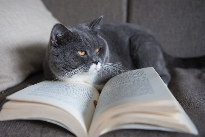 Cat Reading Book Stock Photos - Download 1,278 Royalty Free Photos