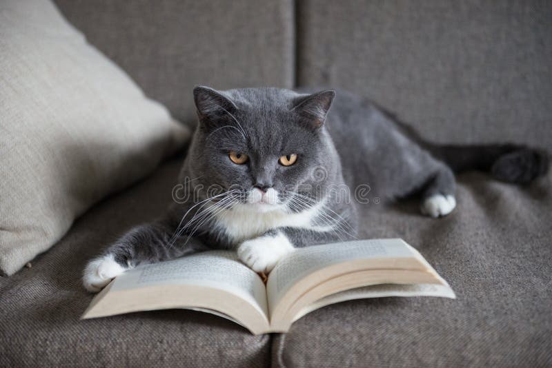 The Gray Cat is Reading a Book Stock Photo - Image of purebred, cute ...