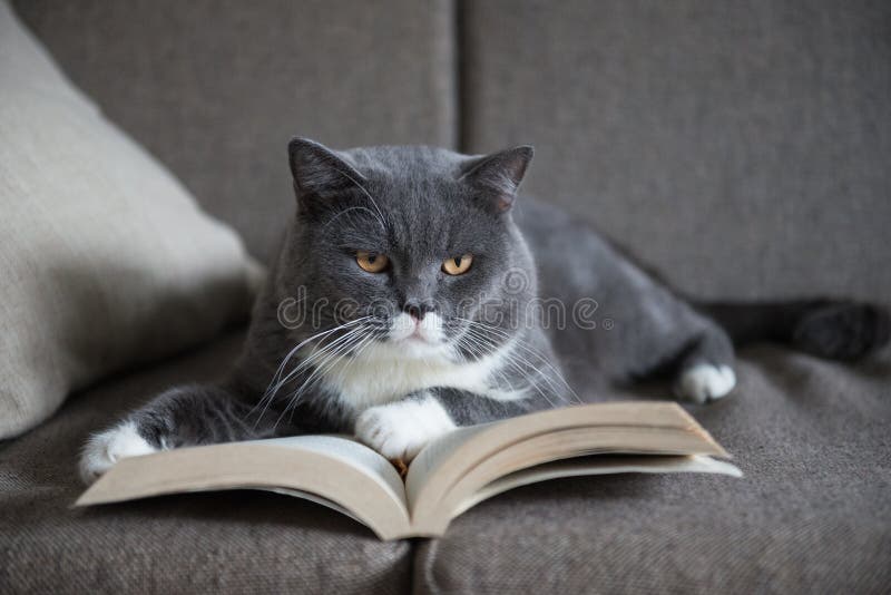 The Gray Cat is Reading a Book Stock Image - Image of interior ...