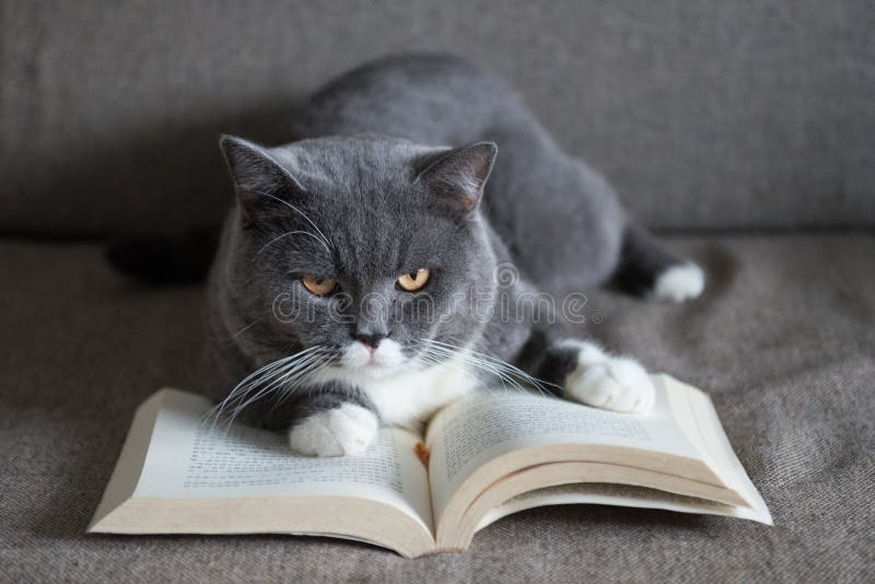 The Gray Cat is Reading a Book Stock Photo - Image of purebred, tummy ...